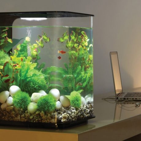 Cara Merawat Air Aquarium Agar Selalu Bersih Dan Sehat – Skandinavia ...